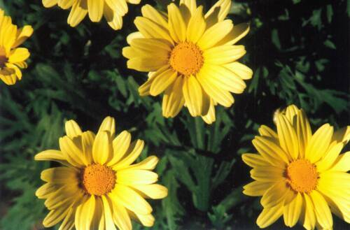 Daisies | Photography