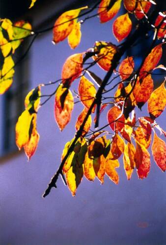 Fall Leaves | Photography